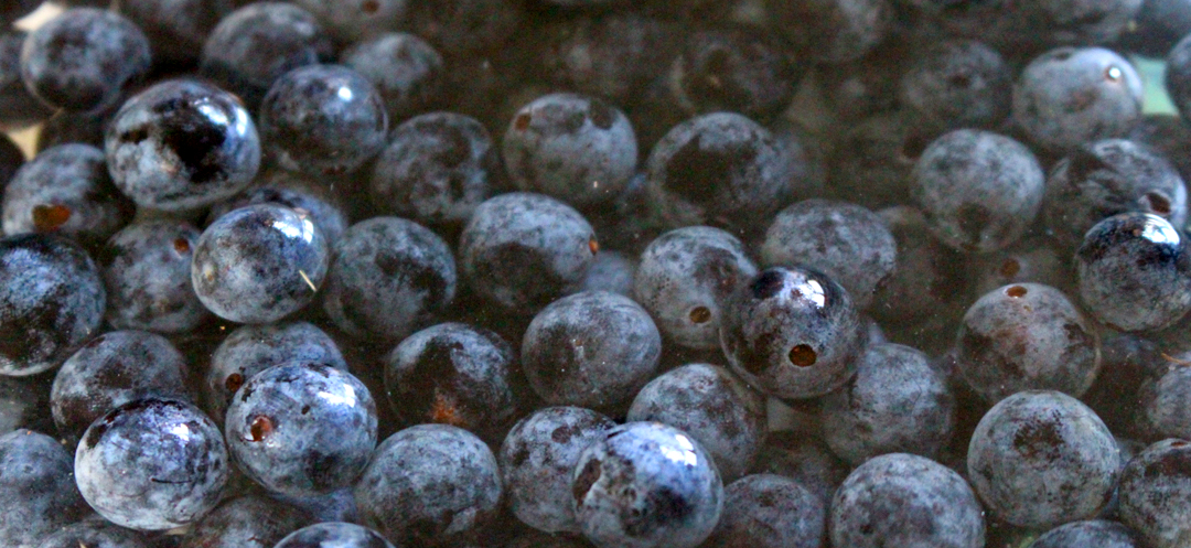 5 fruits sauvages au jardin • O U M B I